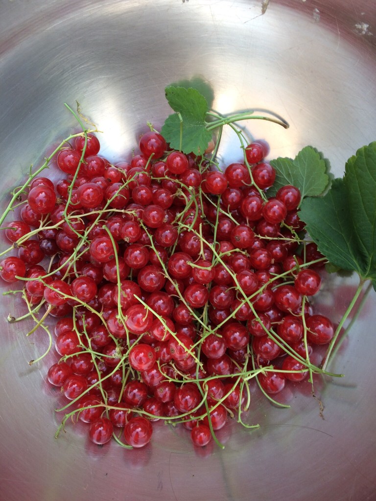 Gelée de groseilles comme Bonne Maman – la table de jacinta